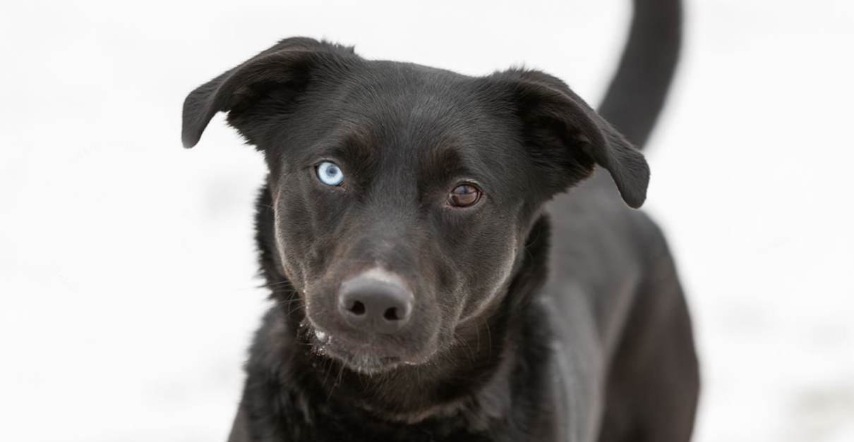 Safe Harbor Humane Society | Mastercard