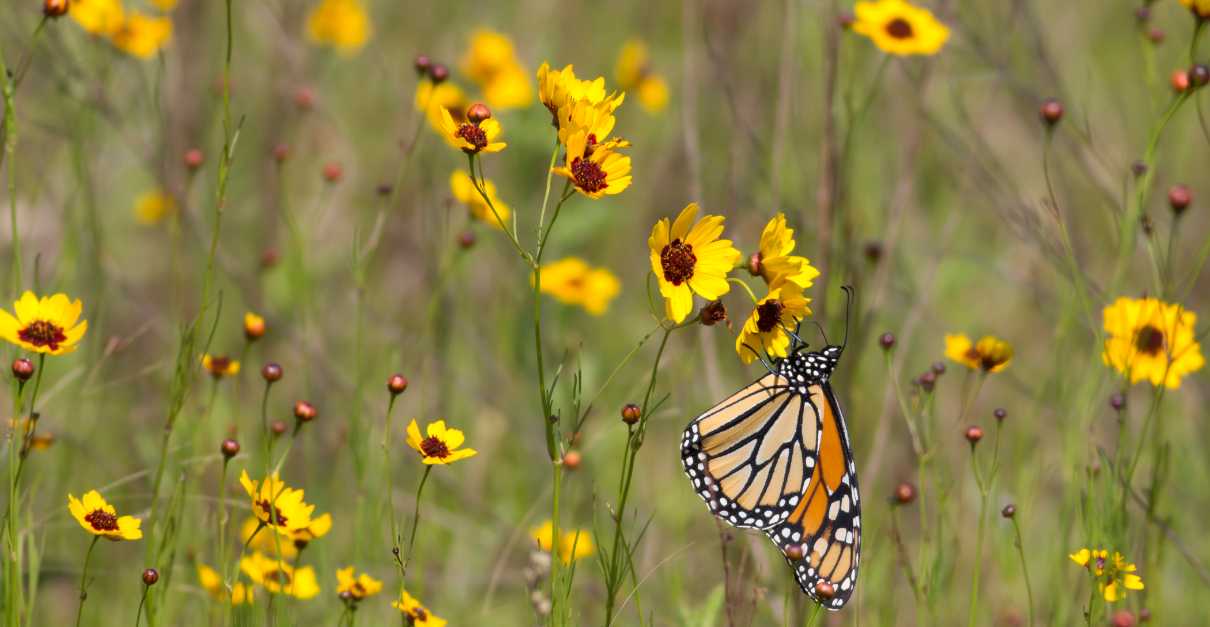 Thank you for your gift that helps protect the prairie! | Coastal ...